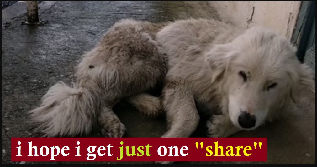 Devastated Dog Followed Owner Who Abandoned Her Until She Was Defeated ...