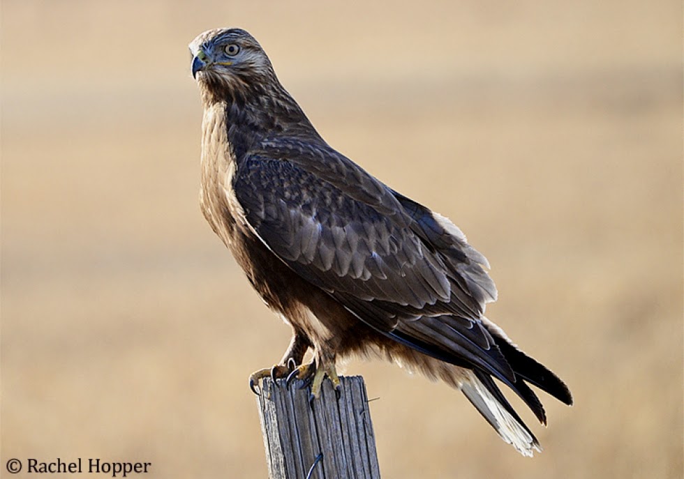 Raptor Identification and Photography: Unknown Hawks?