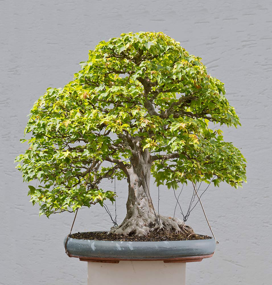 Walter Pall Bonsai Adventures: Trident Maple #11 update