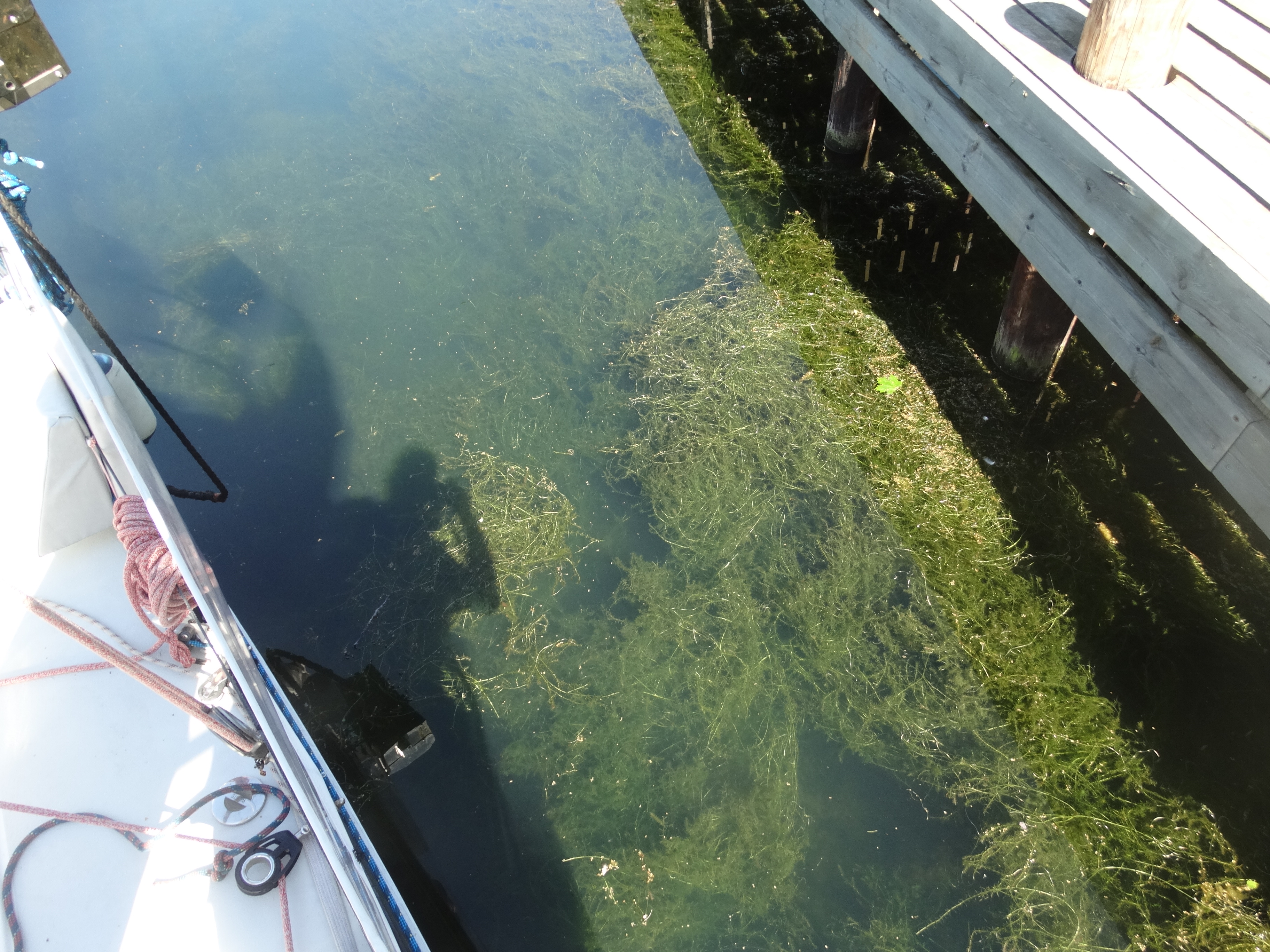 Medströms: Göta Kanal "vattenpest katastrof"