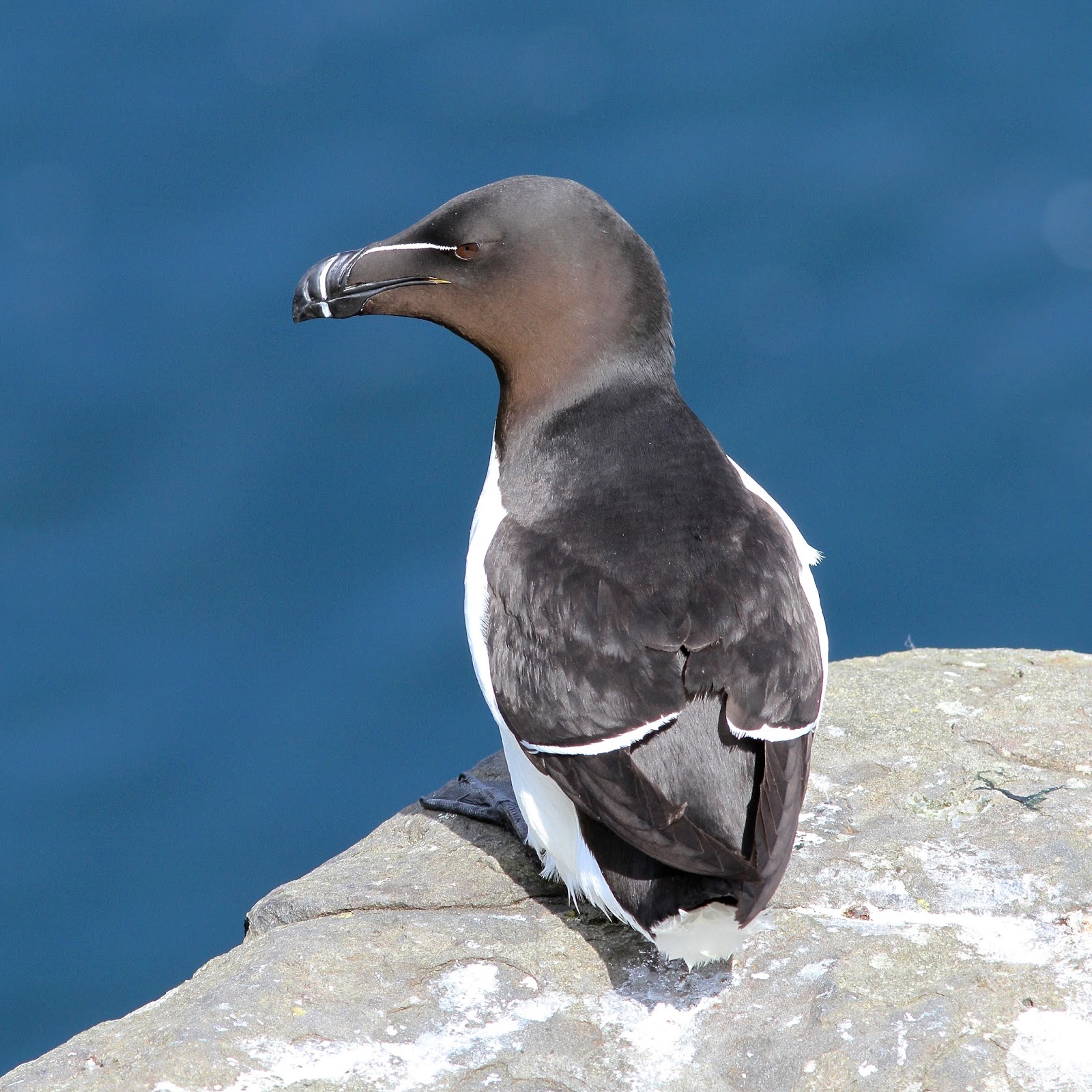 TrogTrogBlog: Bird of the week - Razorbill