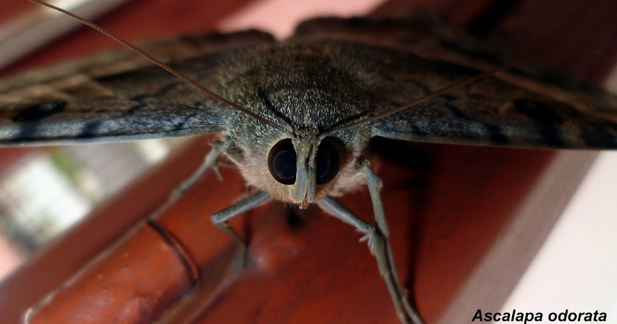 Lepidóptera 10º Norte: Ascalapha odorata (polilla)