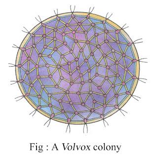 VOLVOX - STRUCTURE OF VEGETATIVE BODY AND REPRODUCTION