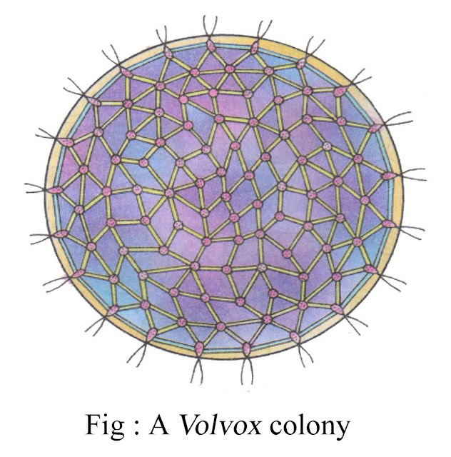 STRUCTURE OF VEGETATIVE BODY AND REPRODUCTION IN VOLVOX ~ Botany is The ...