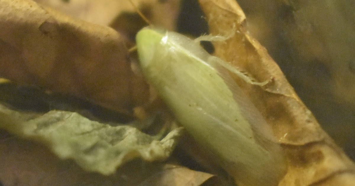 ZOOTOGRAFIANDO (6.100 ANIMALS): CUCARACHA VERDE CUBANA / GREEN CUBAN ...