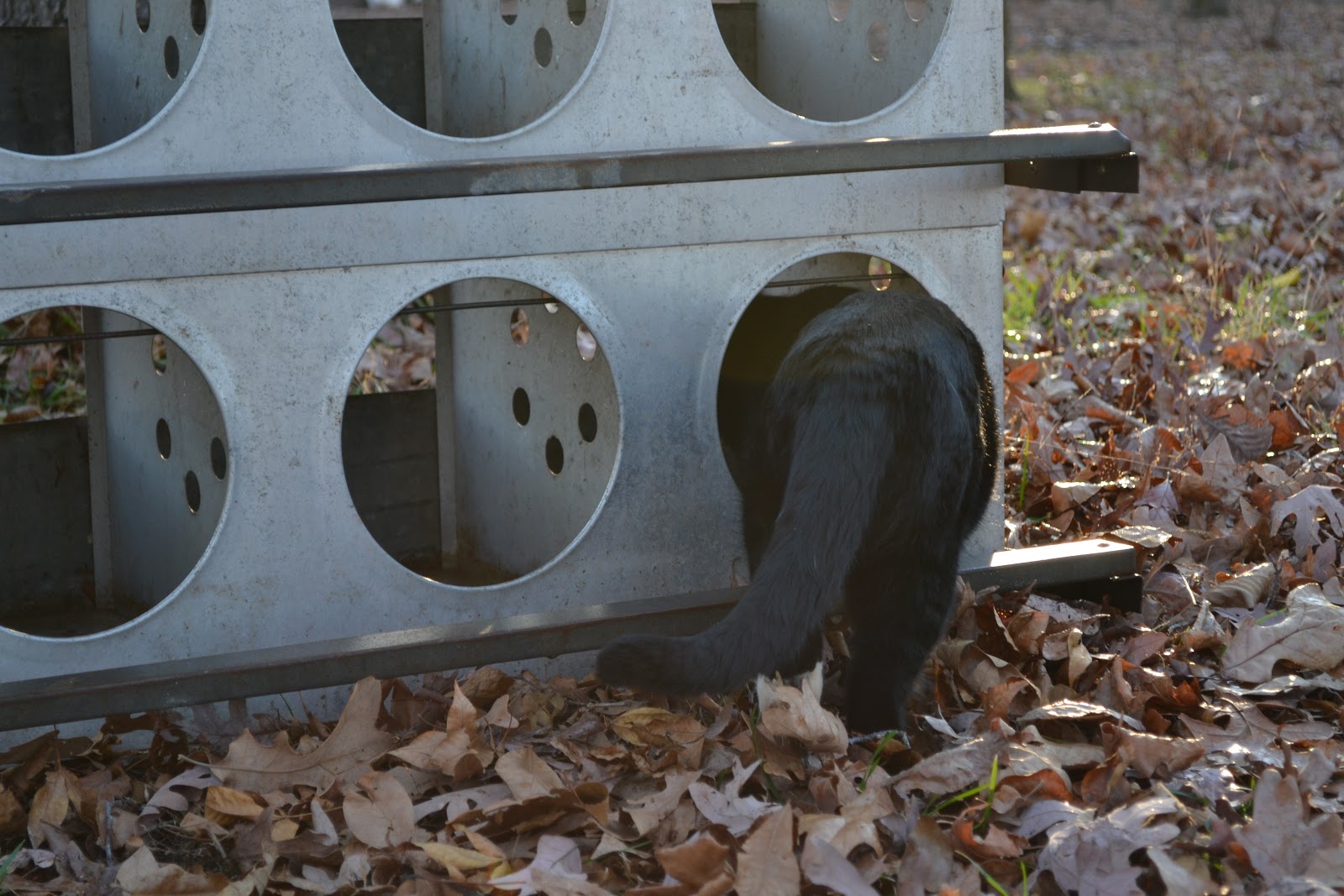 Our Neck of the Woods: Nesting Boxes