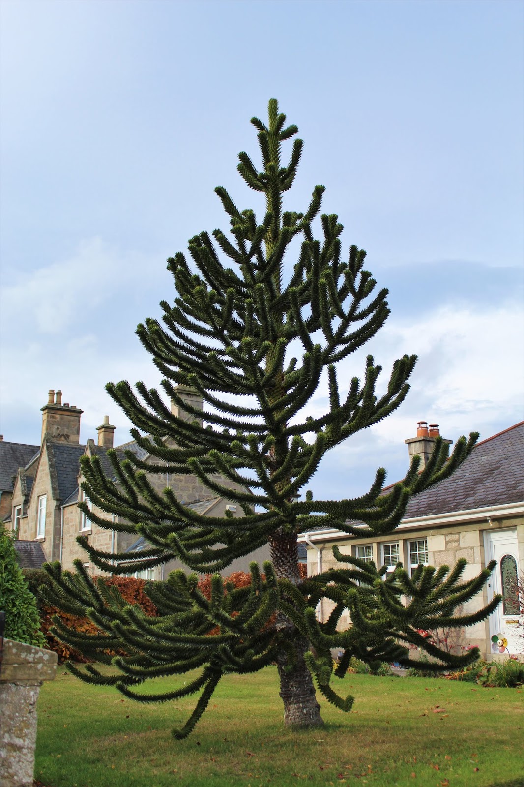 Myd o I Powid o Monkey Puzzle Tree myd-o-i-powid-o-monkey-puzzle-tree
