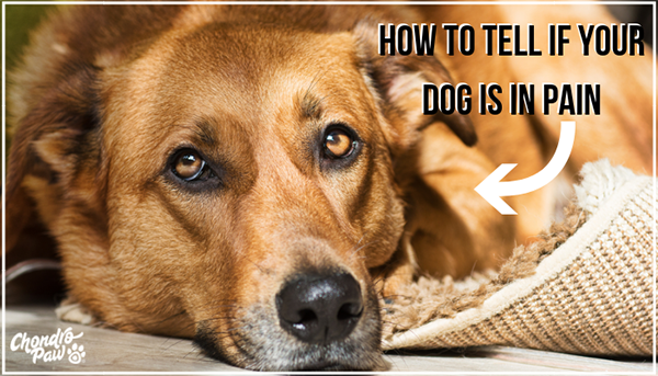 5 SIGNS THAT YOUR DOG IS SUFFERING ~ Pet Care Magazine | Official Site