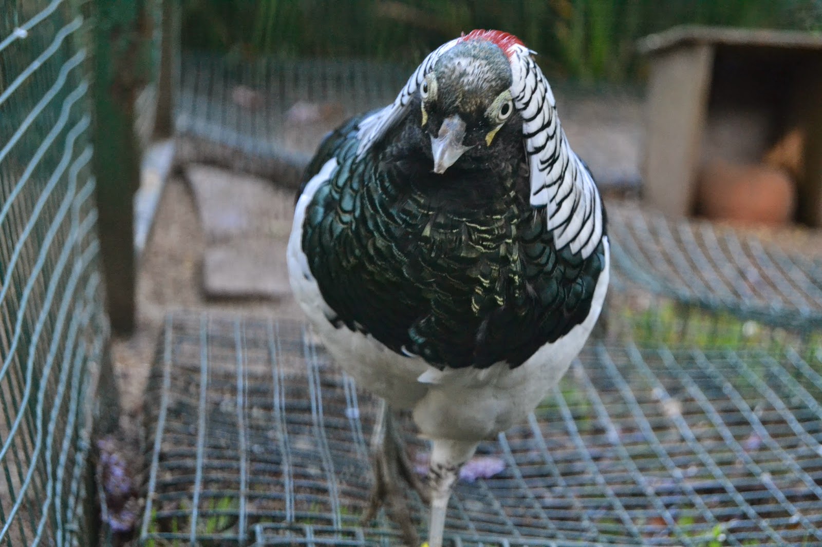 LEGADO NATURA: FAISÁN DE LADY AMHERST - CHRYSOLOPHIS AMHERSTIAE