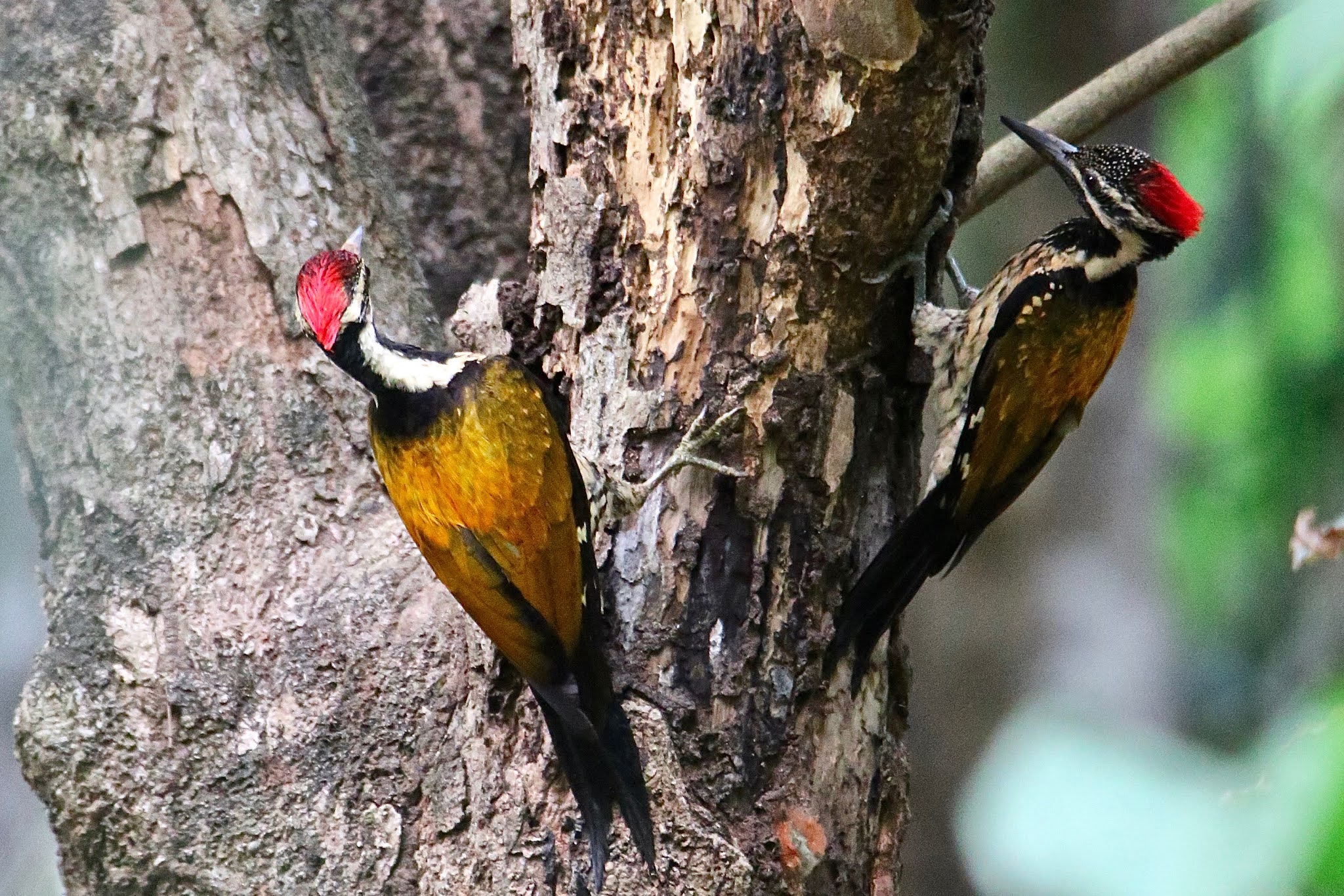 Black-rumped Flameback Is not Afraid of the Cities