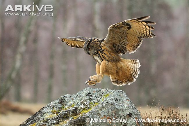 Tierra de lechuzas, búhos, mochuelos, autillos, cárabos: Búho real ...