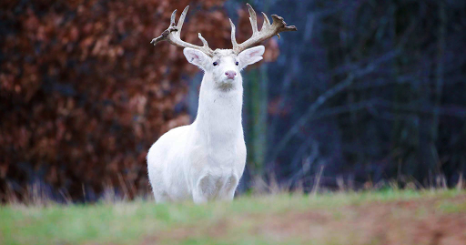 THE WHITE DEER ( CERBUL ALB) - TRADUCEREA MEA