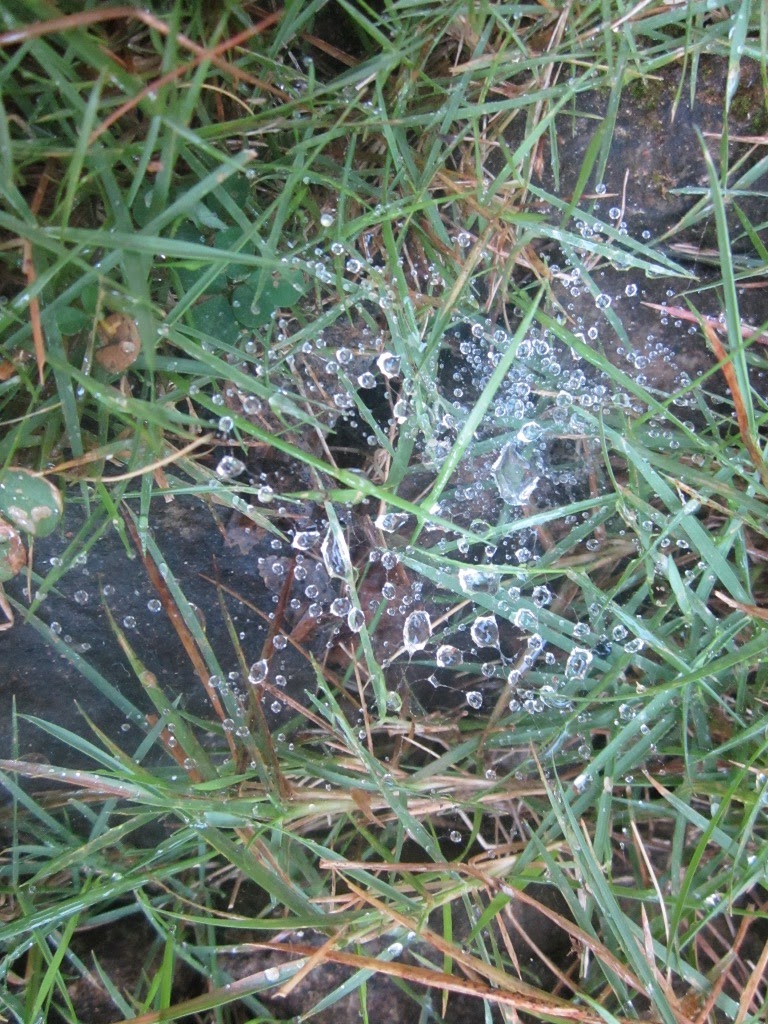 Cynodon Dactylon (Karuka Grass) | KERALA NATURE AND AYURVEDA