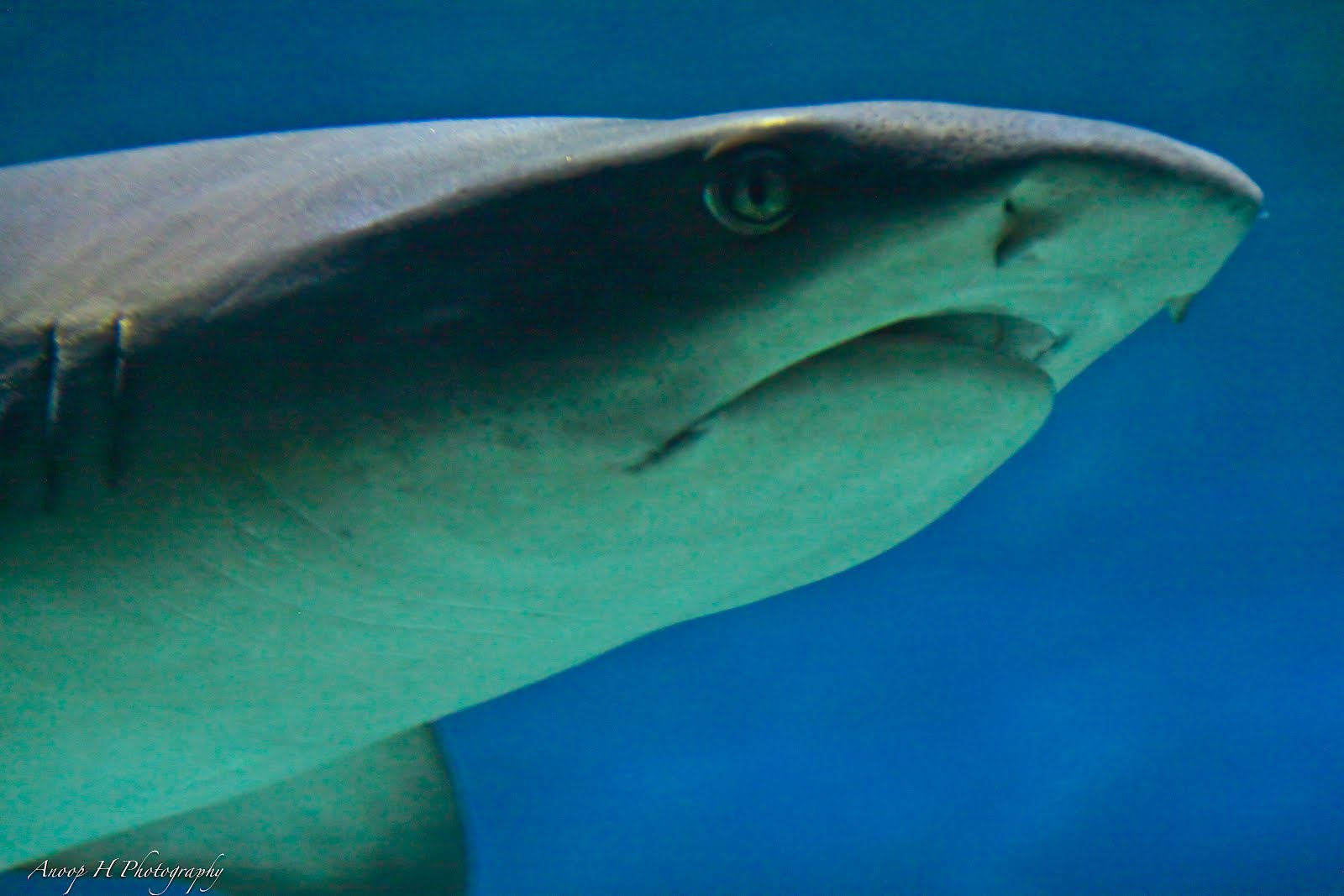 Soaring Seagull: Sharks!