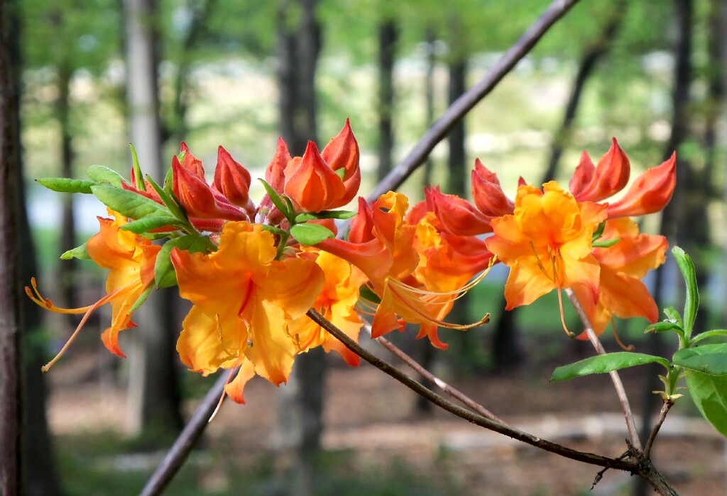 Orange explains it all: National Arboretum Azalea Collection