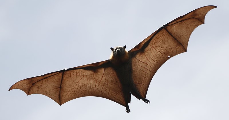 Inauspicious Start to the Year of the (Flying) Rat - Marc to Market