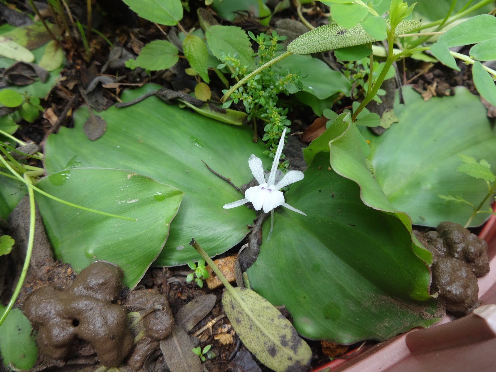 Herbs from Distant Lands: Kaempferia galanga - Kencur, Galanga