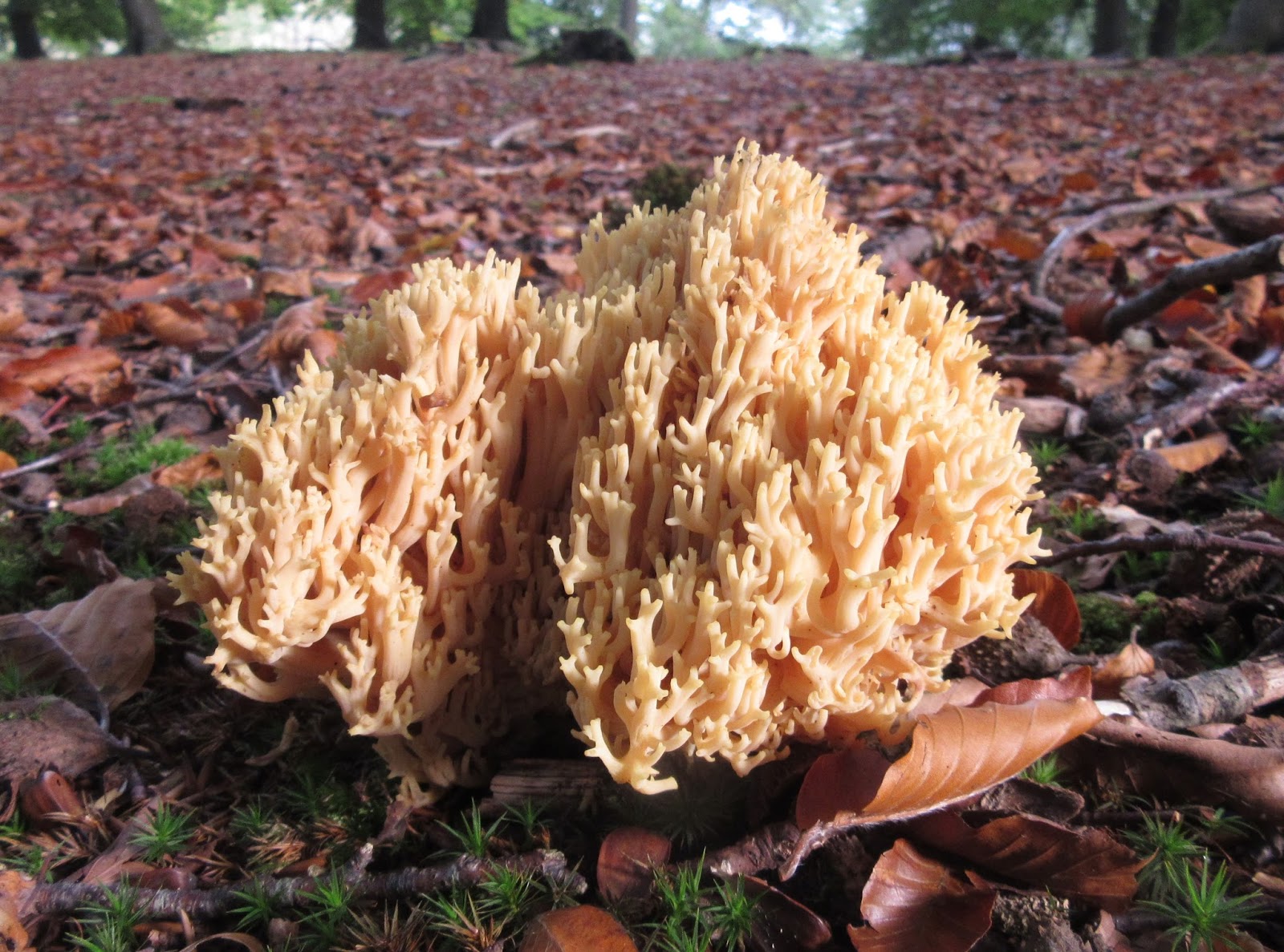 Bug Mad Girl: A week of weird and wonderful fungi for UK Fungus Day