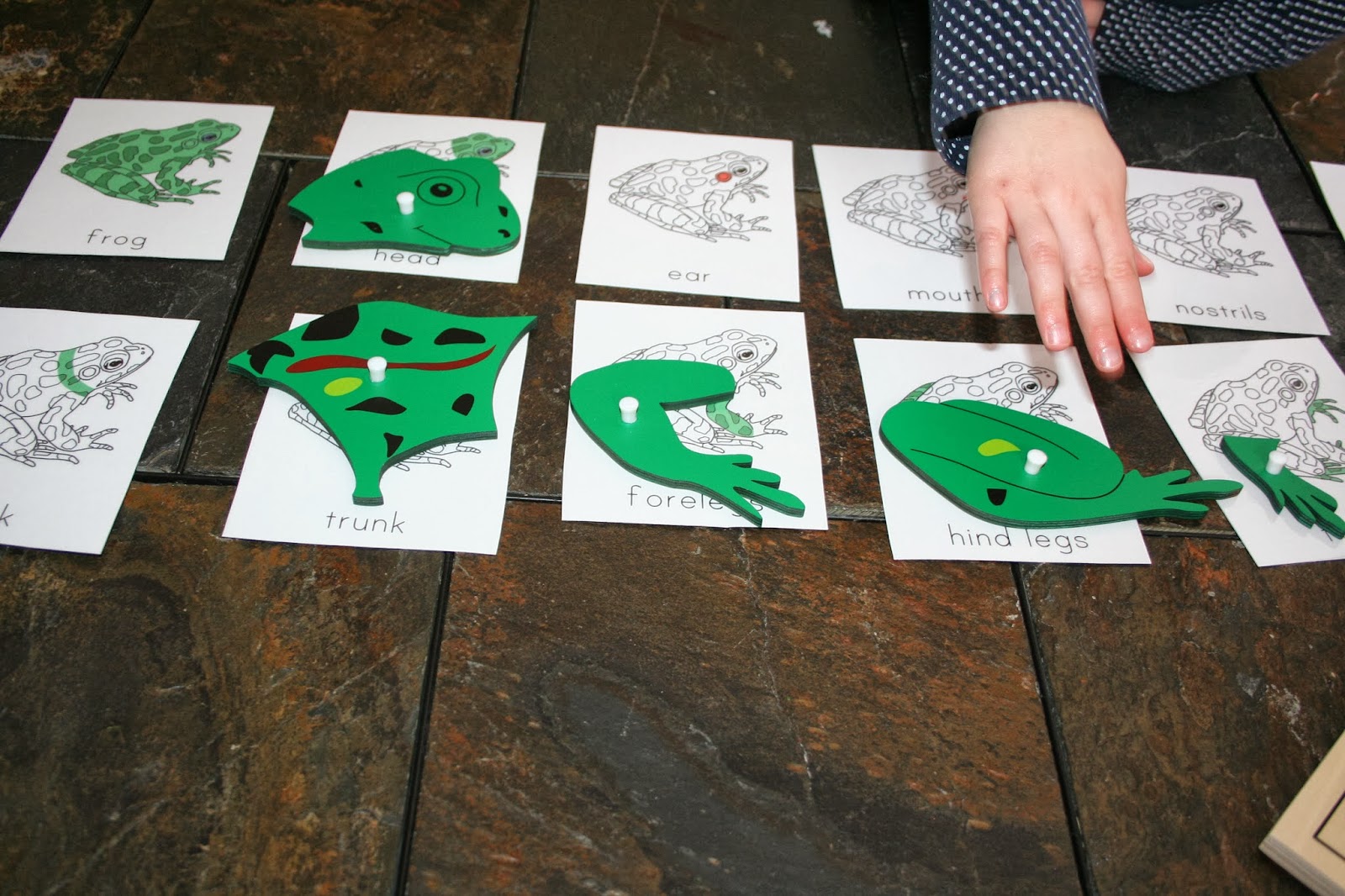 Our Country Road: Montessori Preschool Frog Theme