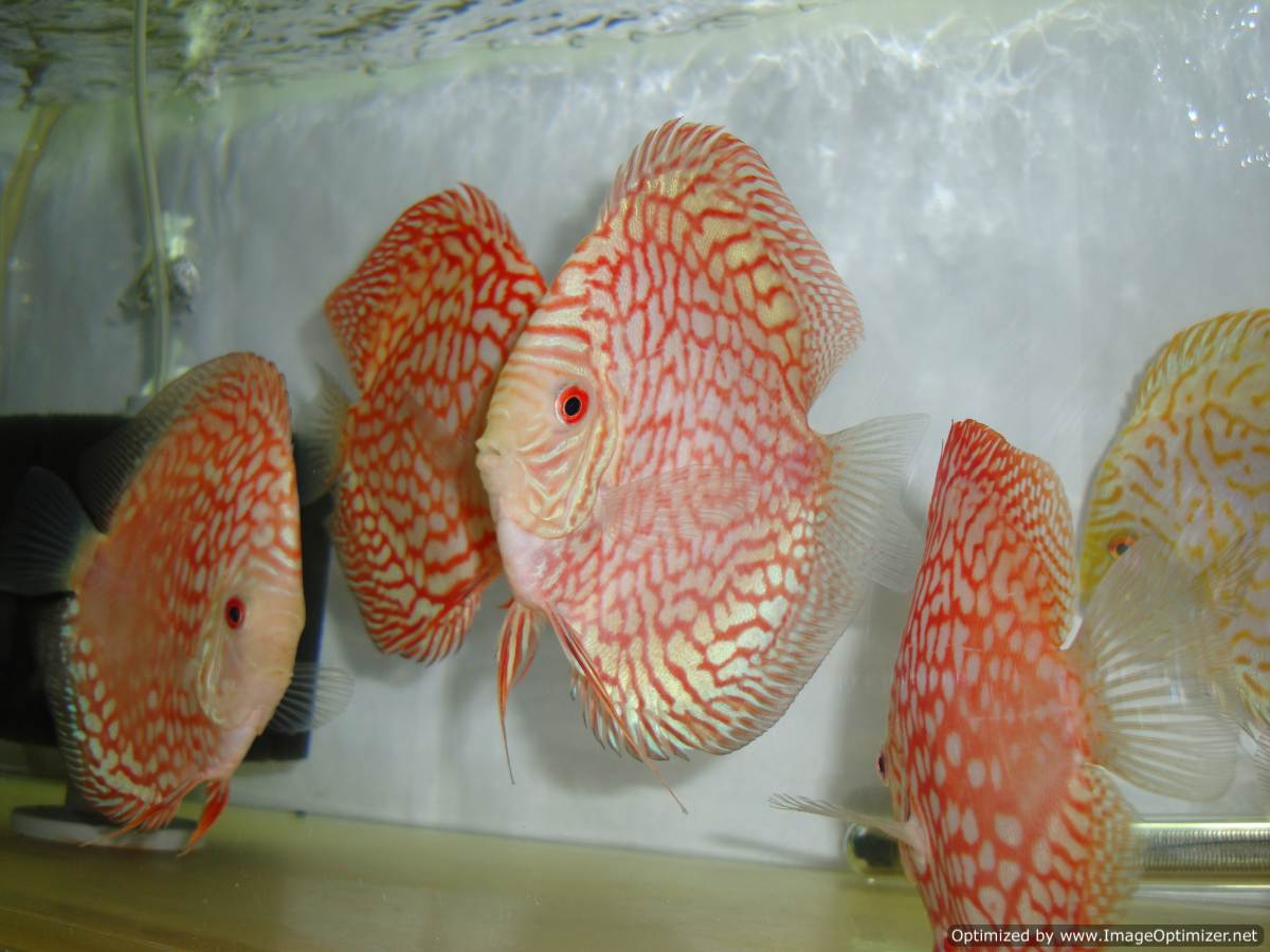 John's Discus