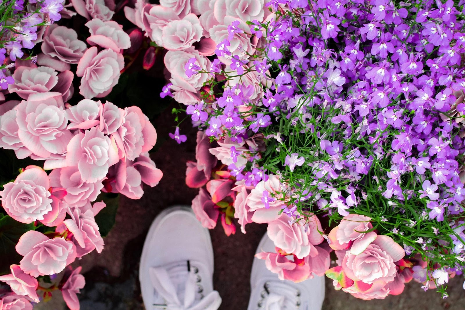 Flower Gardening 101 How To Make Your Own Flower Garden flower-gardening-101-how-to-make-your-own-flower-garden