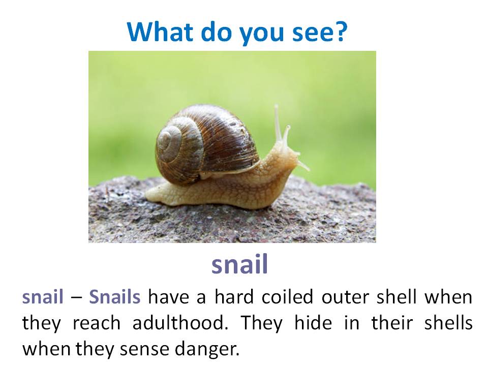 P2A Class Blog: Life In A Shell Vocabulary Slides