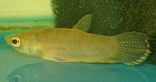 金魚&水族快訊Goldfish & Aquarium Messages: 原生鬥魚-恩尼沙鬥魚(Betta enisae)