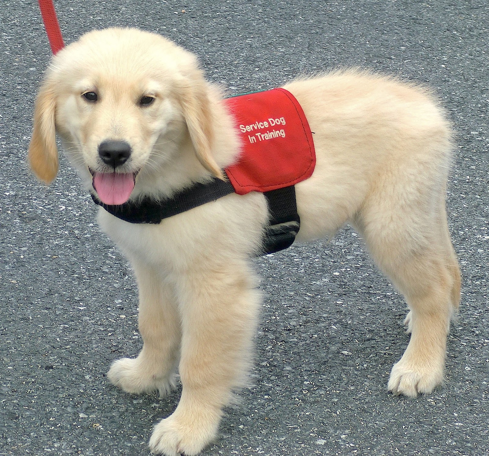 Yo Dog, 'Sup? – Columbia Spy