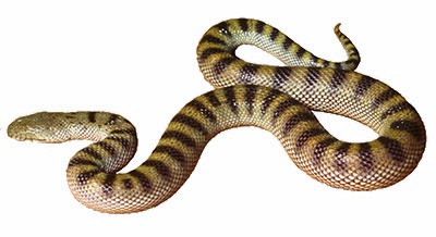 Aquatic Snakes: Keel-bellied mud snake, Bitia hydroides. Gray, 1842