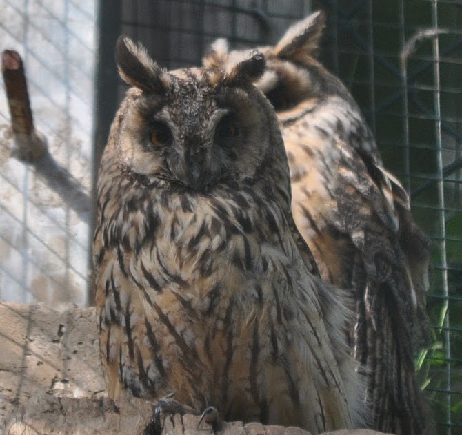 ZOOTOGRAFIANDO (6.100 ANIMALS): BÚHO CHICO / LONG-EARED OWL (Asio otus)