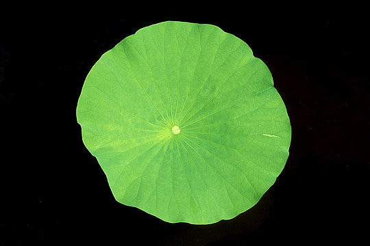 Hoja Peltada (peltata): - Botánica integra