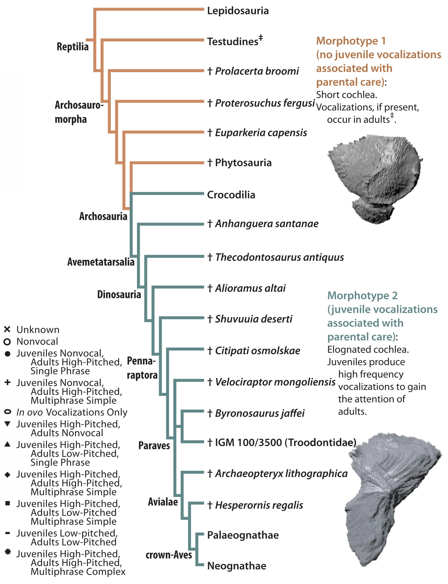 Species New to Science: [Paleontology • 2021] The Early Origin of A ...