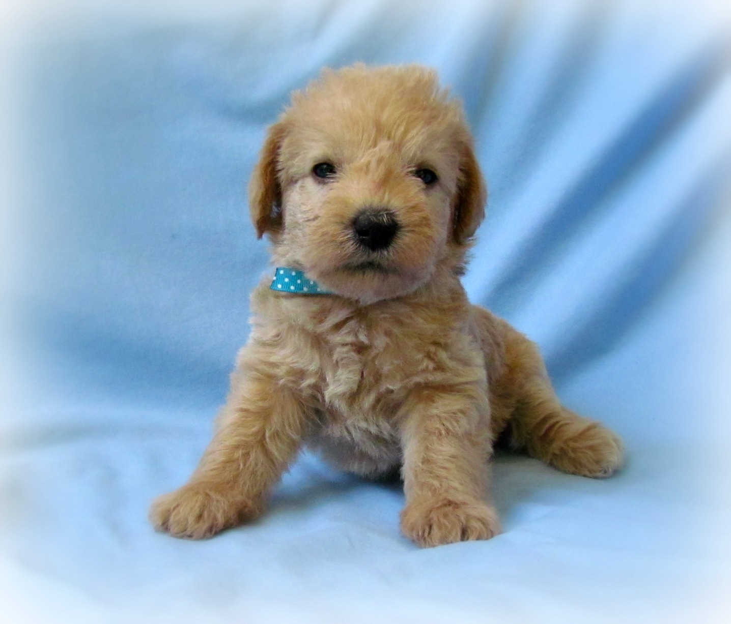 Growing Puppies - Virginia Schnoodle Breeder --Hypoallergenic Dogs ...