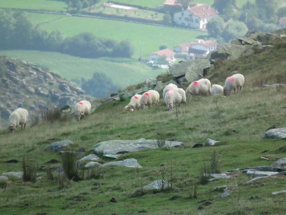 Days on the Claise: Manech Tete Rousse