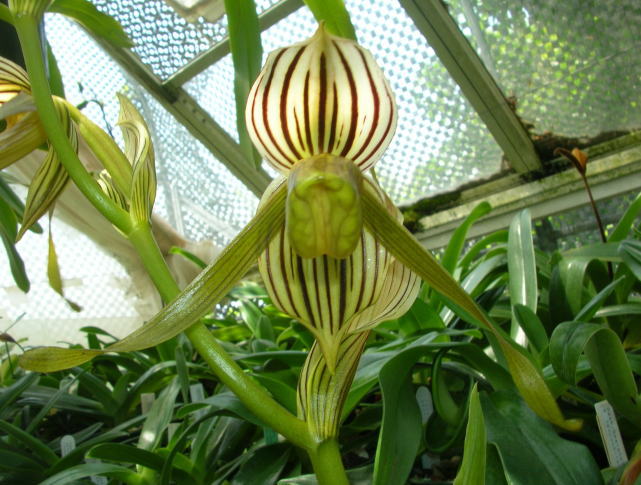 JENIS TANAMAN BUNGA ANGGREK LANGKA YANG POPULER HARUS DILESTARIKAN ...