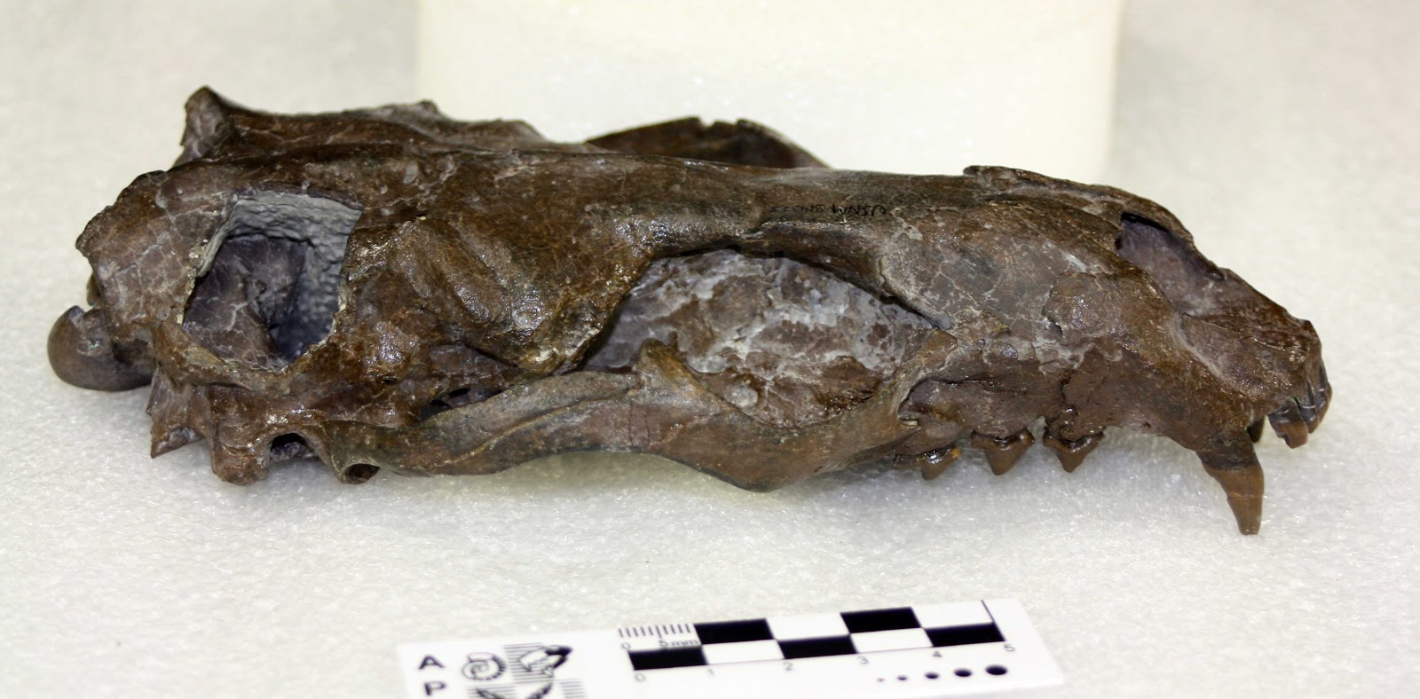 The Coastal Paleontologist: US Research trip part 5: fossil pinniped ...