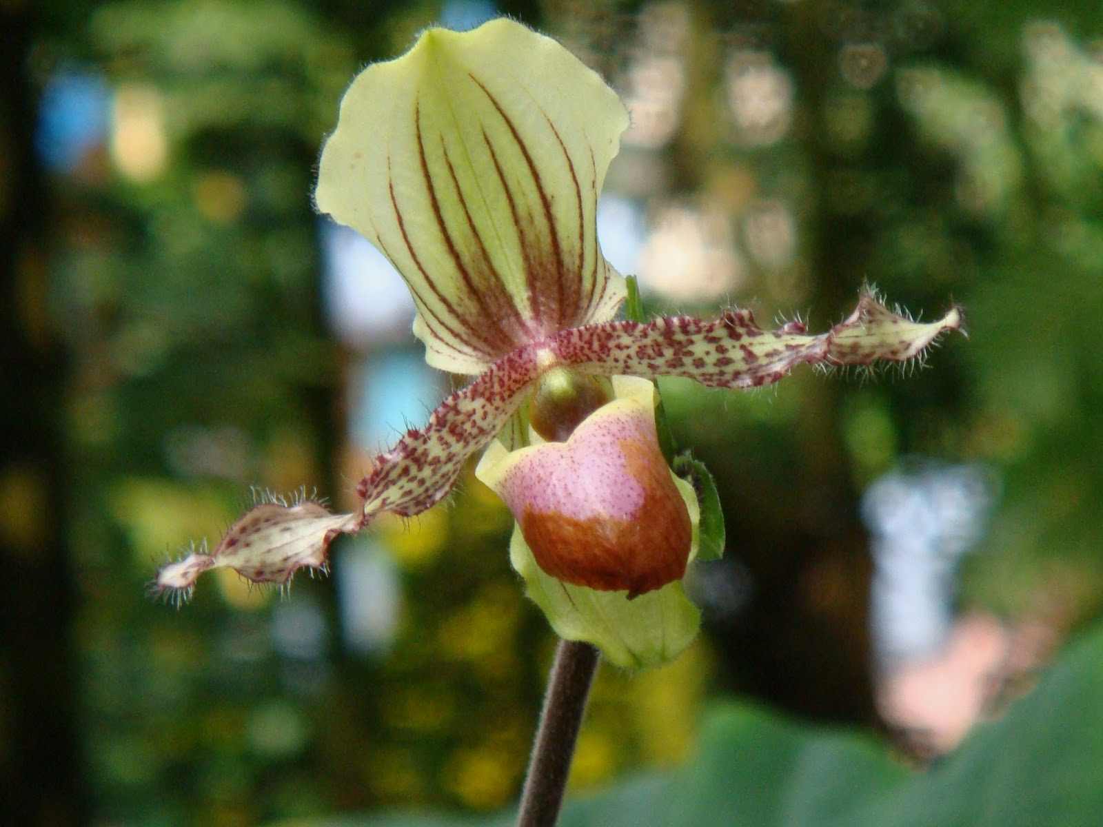 Grow and care Paphiopedilum chamberlainianum orchid - Chamberlain's Paphiopedilum | Travaldo's blog