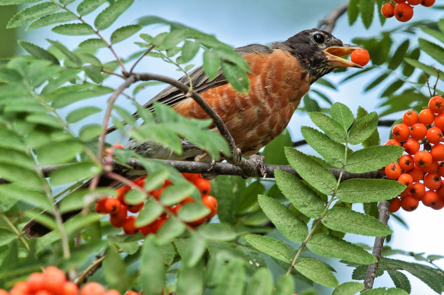 Fortnam Gardens: The Bountiful American Mountain-ash