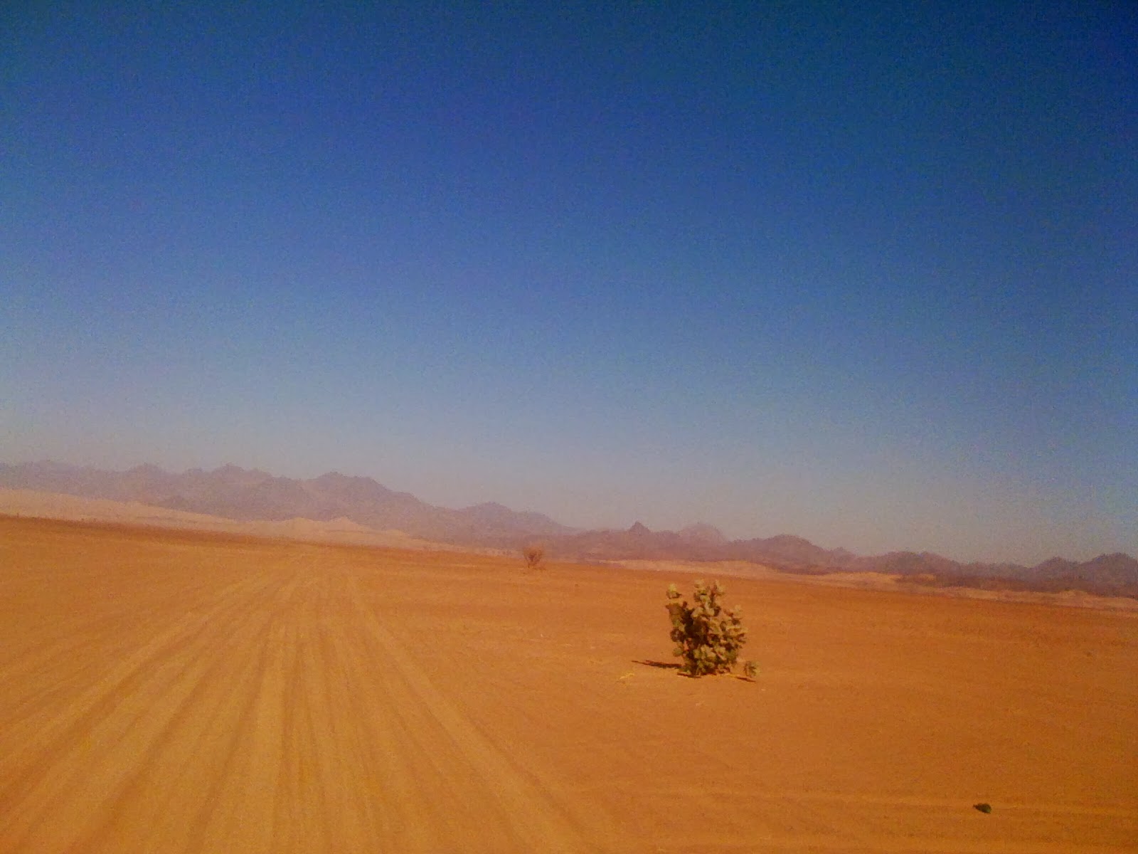 Arabian Nights : Flora and Fauna of Western Saudi Arabia