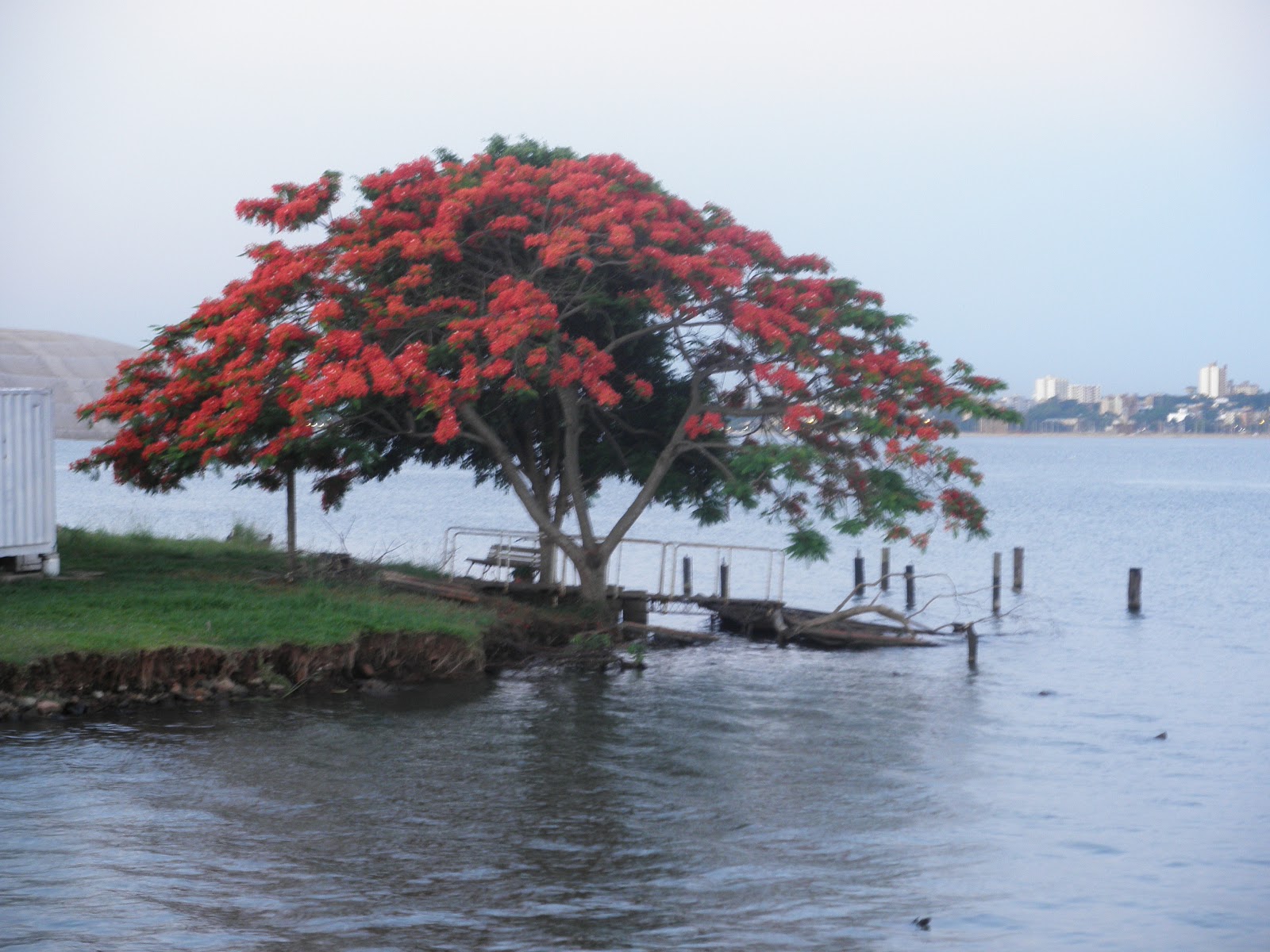 ARBOLES TIPICOS DE MISIONES