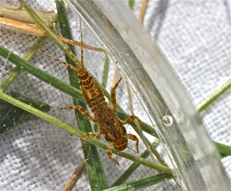 Aquatic Insects of Central Virginia: Spiny Crawlers: The Spring ...