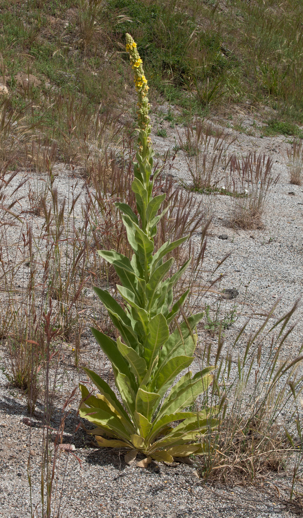 Earth and Space News: Americanized Common Mullein Gardens: Ground Cover ...