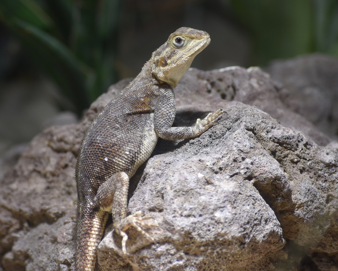 ZOOTOGRAFIANDO (6.100 ANIMALS): AGAMA COMÚN / COMMON AGAMA (Agama agama)