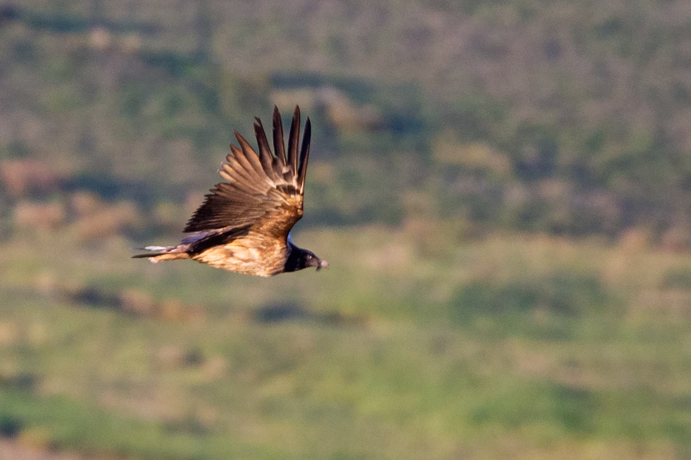 Darley Dale Wildlife: A wild vulture chase in the Peak District
