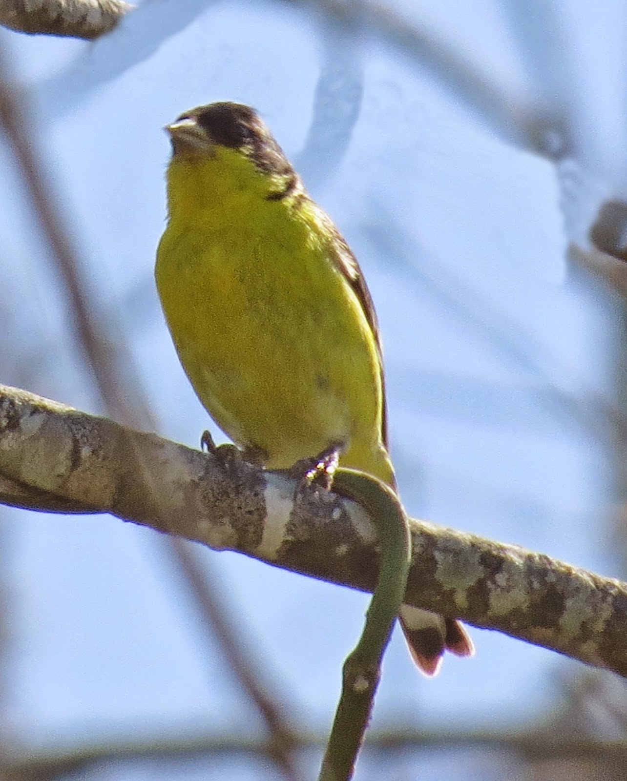 LGB's Nature Photos: Santa Ana in Late Spring - Hawk Watch