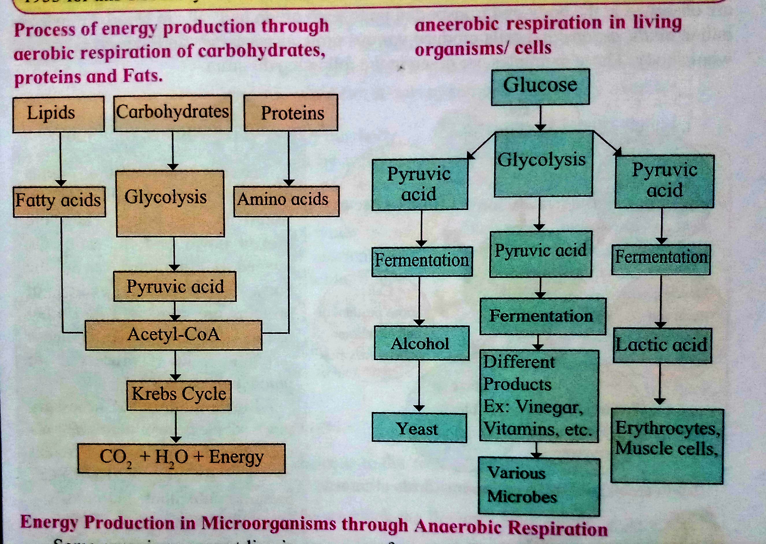 E-Learning SSC Science 2 Notes : Chapter - 2.2 Life Processes in living ...