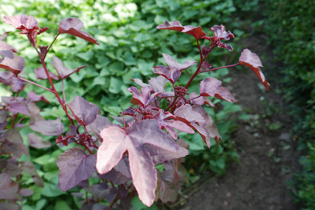 Health Benefits Of Red Roselle That'll Amaze You