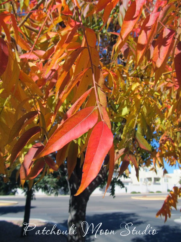 Patchouli Moon Studio: Coiled Bowls & Chinese Pistache Tree
