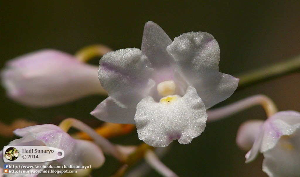 Hadi Orchids (Nuriya Orchids): Dendrobium mutabile (Blume) Lindl. 1830