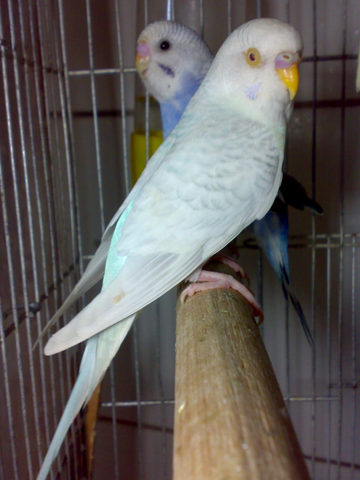 Periquito My Life: Variedade Fulvo